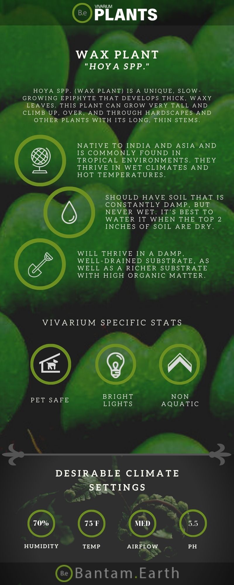 Hoya Carnosa "Wax Plant" Care Guide | Terrarium Succulents