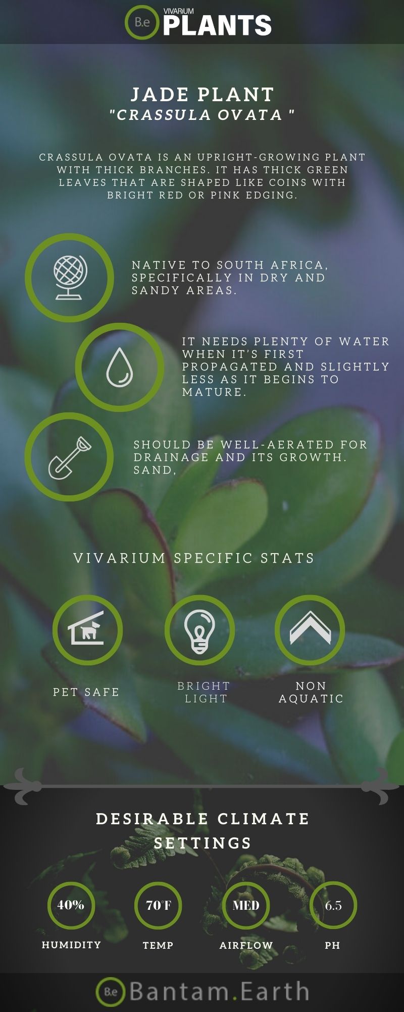 Crassula Ovata "Jade Plant" Care Guide | Terrarium Succulents