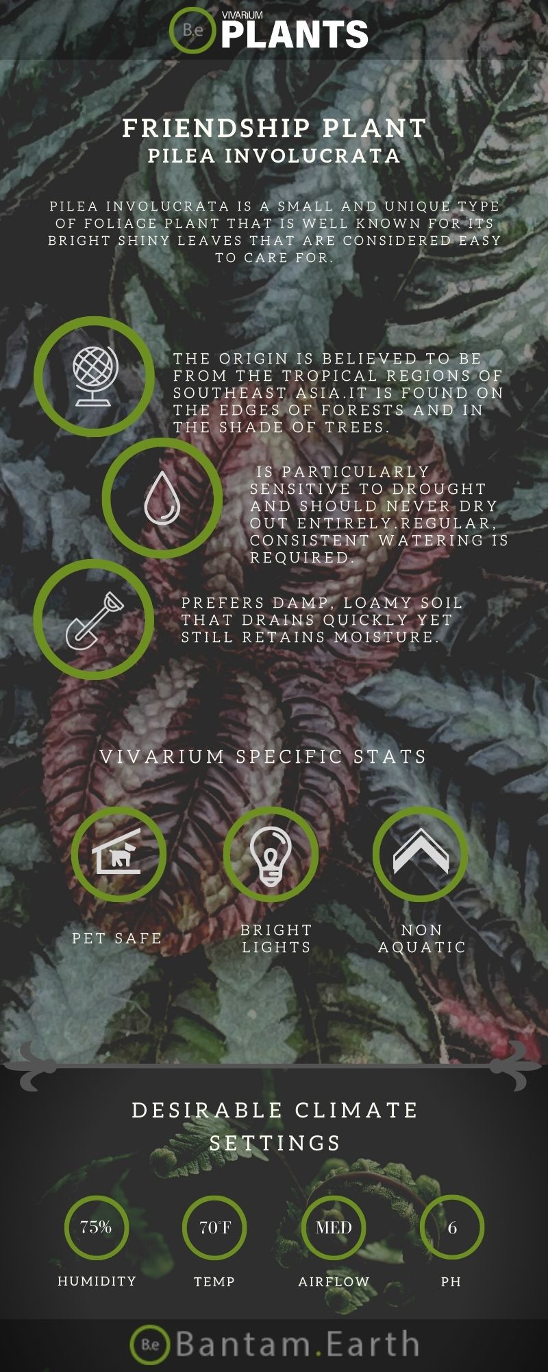 Pilea Involucrata "Friendship Plant" Care Guide | Tropical Plants