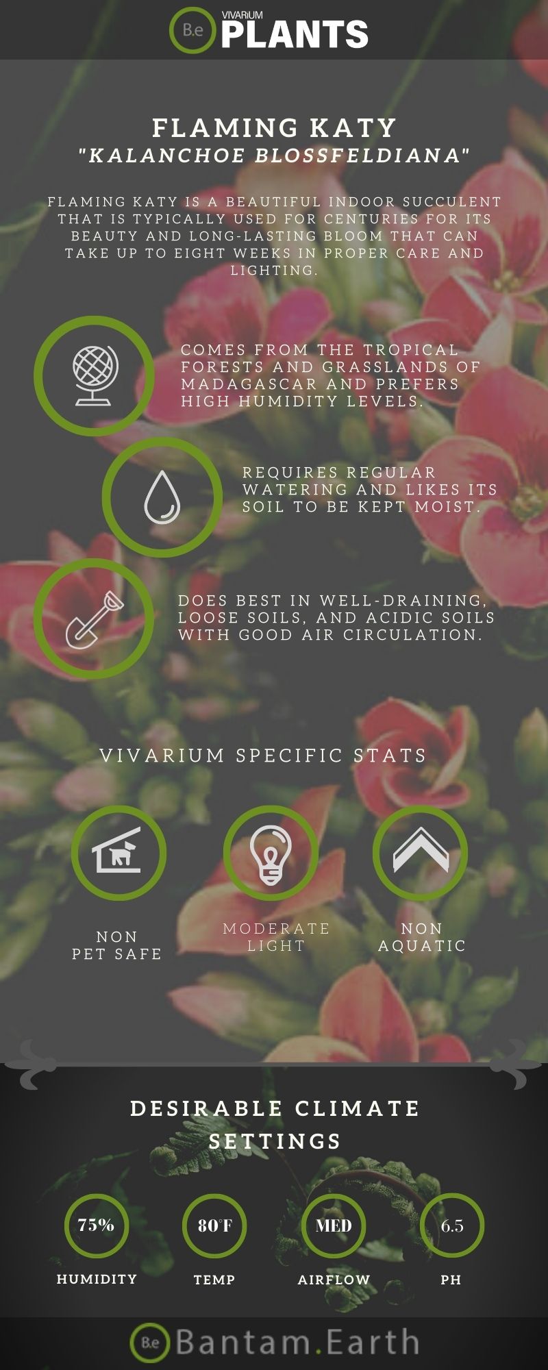 Kalanchoe Blossfeldiana "Flaming Katy" Succulent Care Guide