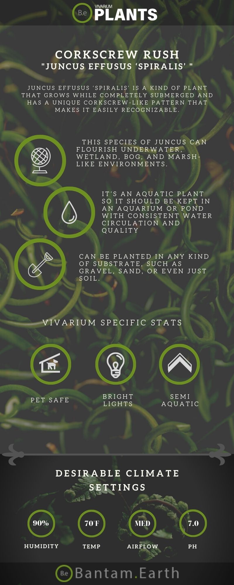 Juncus Effusus ‘Spiralis’ "Corkscrew Rush" Care Guide