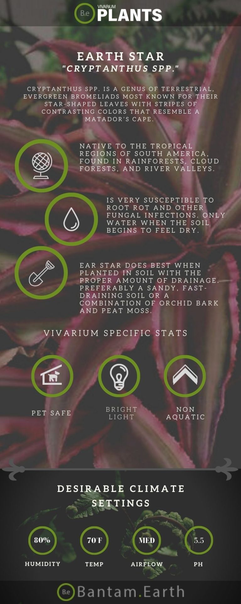 Cryptanthus Bivittatus "Earth Star Plant" | Bromeliad Care