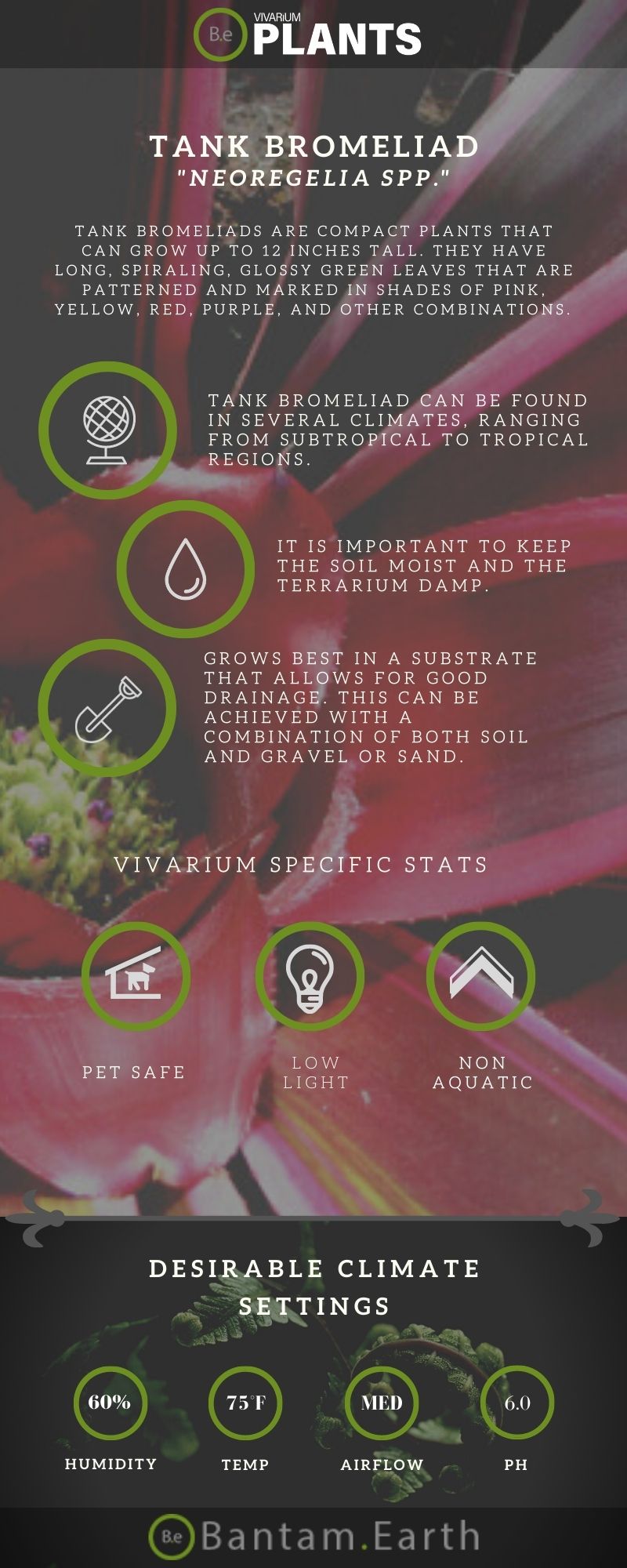 Tank Bromeliad "Neoregelia Spp" Plant Care Guide