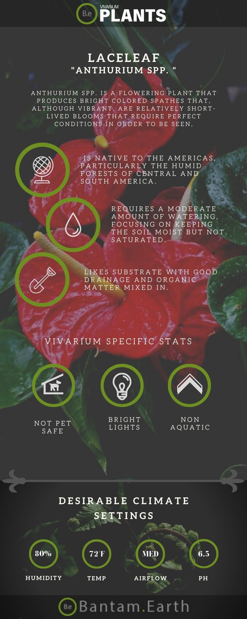 Anthurium Spp. "Laceleaf" Care Guide | Tropical Terrarium Plants