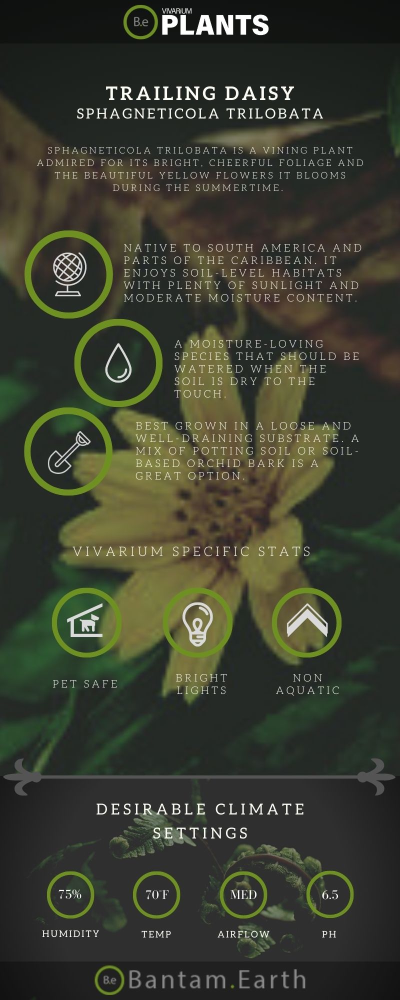 Sphagneticola Trilobata "Trailing Daisy" Care Guide | Vivarium Plants