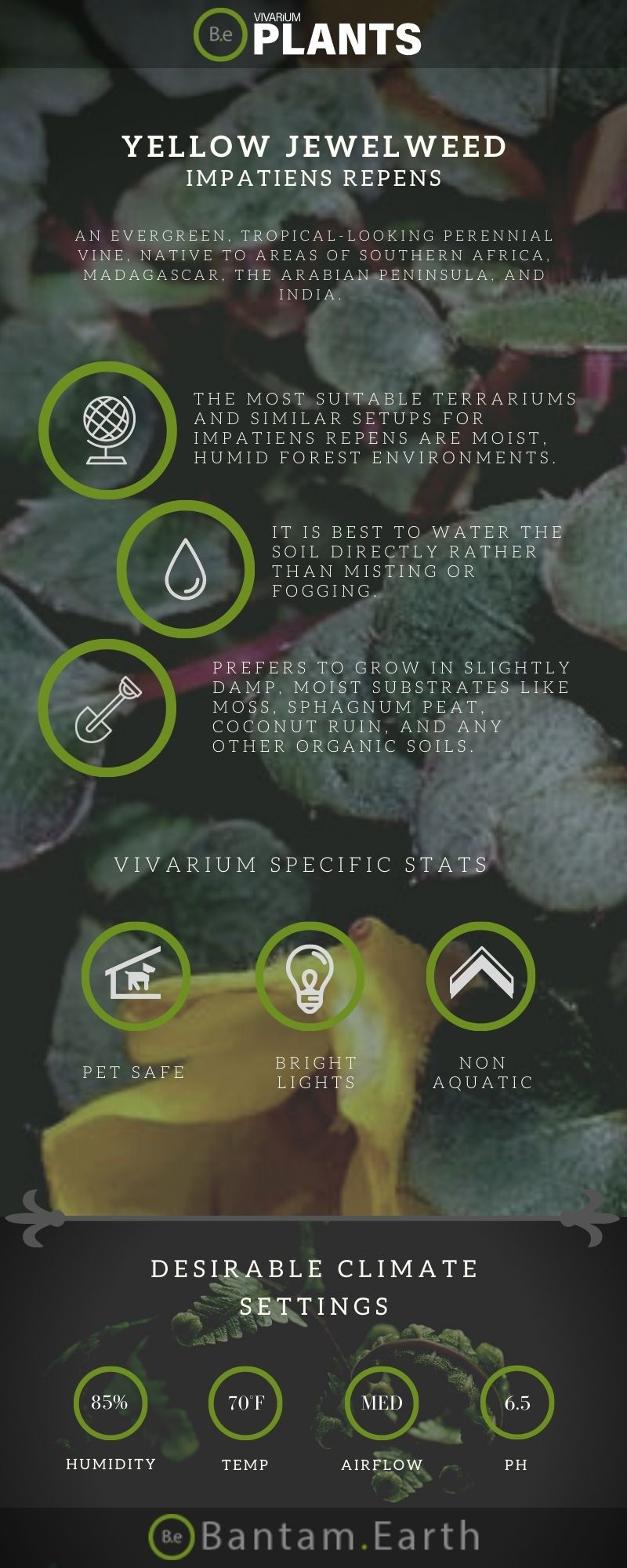 Impatiens Repens "Yellow Jewelweed" Care Guide | Vivarium Plants