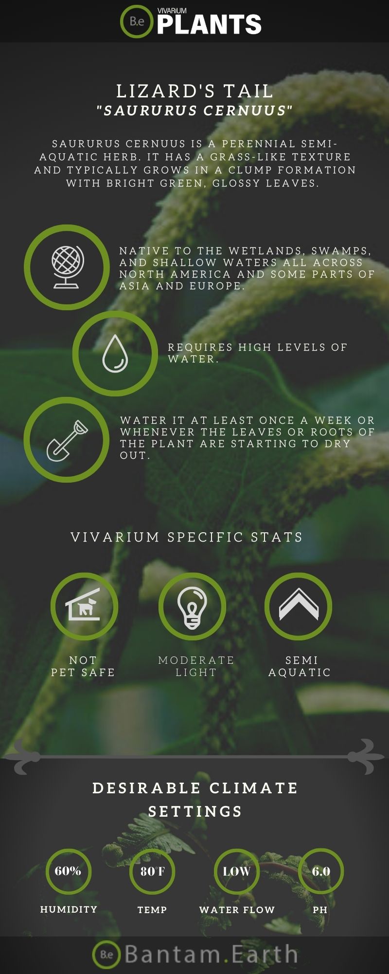 Saururus Cernuus "Lizard’s Tail" Plant Care Guide