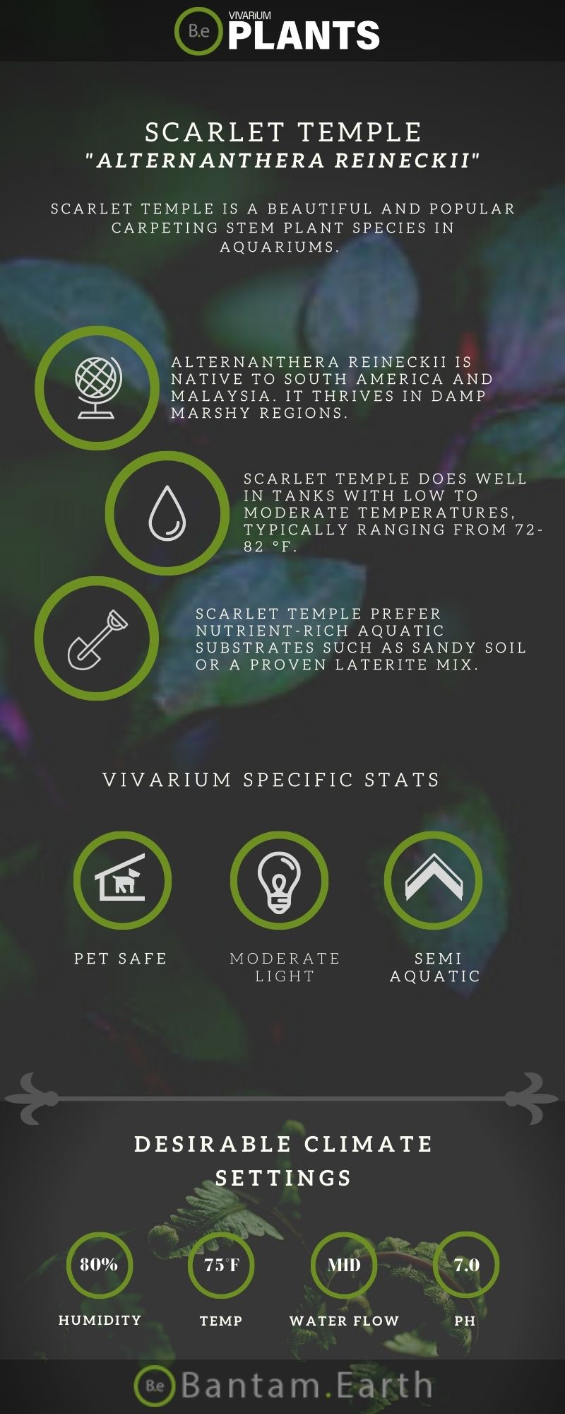 Alternanthera Reineckii "Scarlet Temple" Plant Care Guide