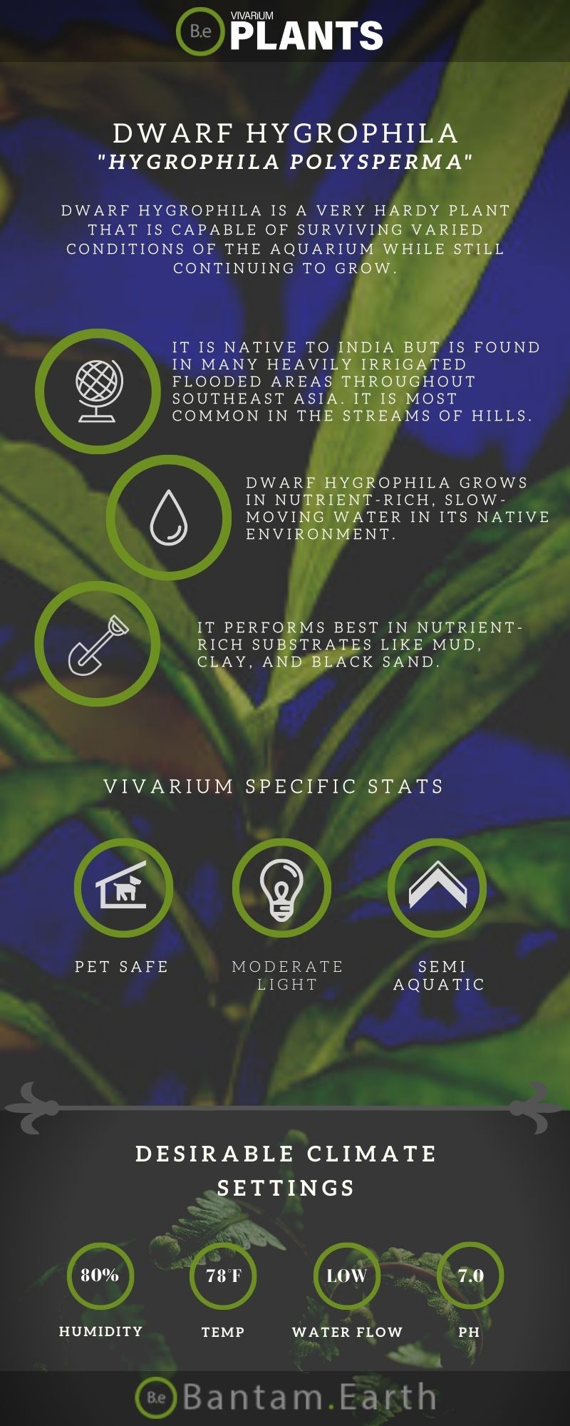 Hygrophila Polysperma "Dwarf Hygrophila" Plant Care Guide