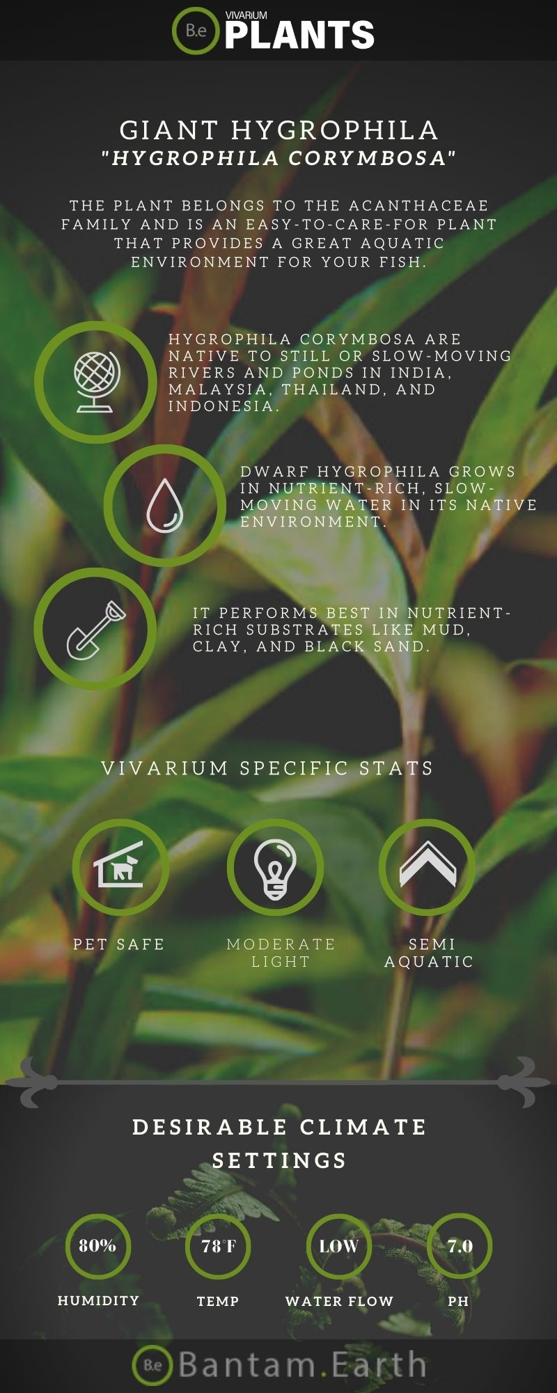 Hygrophila Corymbosa "Giant Hygrophila" Plant Care Guide