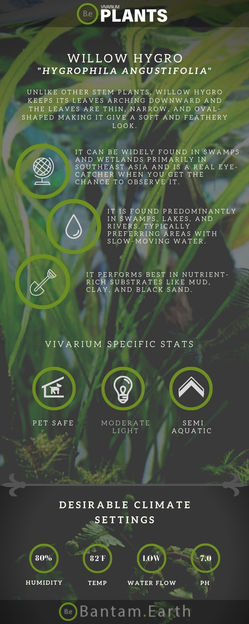 Hygrophila Angustifolia "Willow Hygro" Plant Care Guide