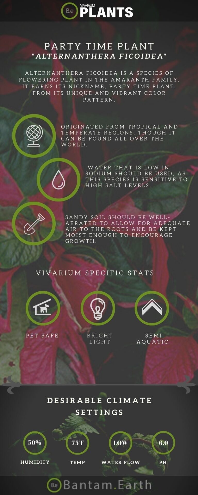 Alternanthera Ficoidea "Party Time Plant" | The Care Guide