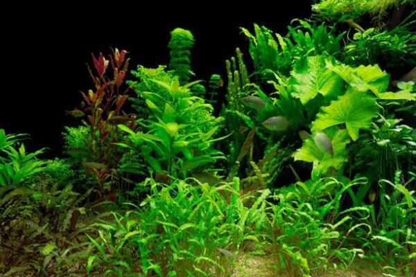 Unveiling 10 Of The Best Aquatic Plants For Aquariums