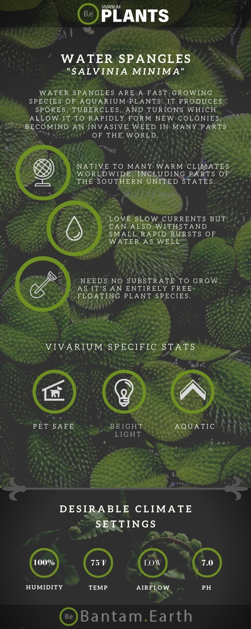 Salvinia Minima "Water Spangles" Plant Care Guide