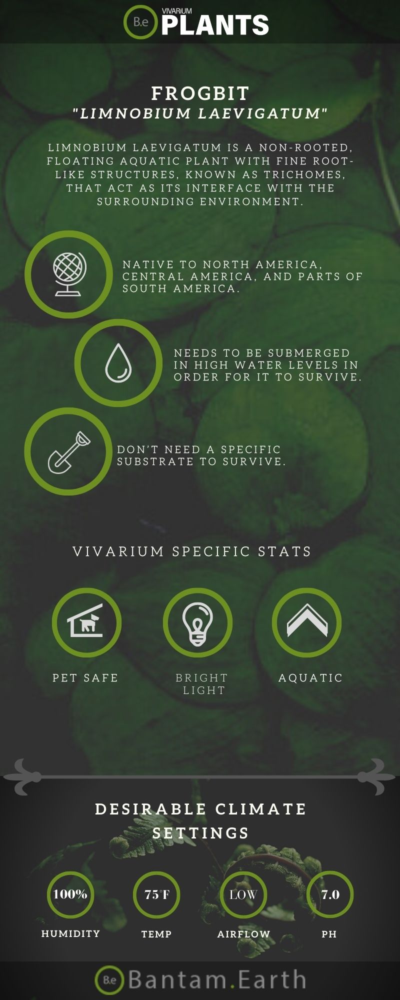 Limnobium Laevigatum "Frogbit" Plant Care Guide