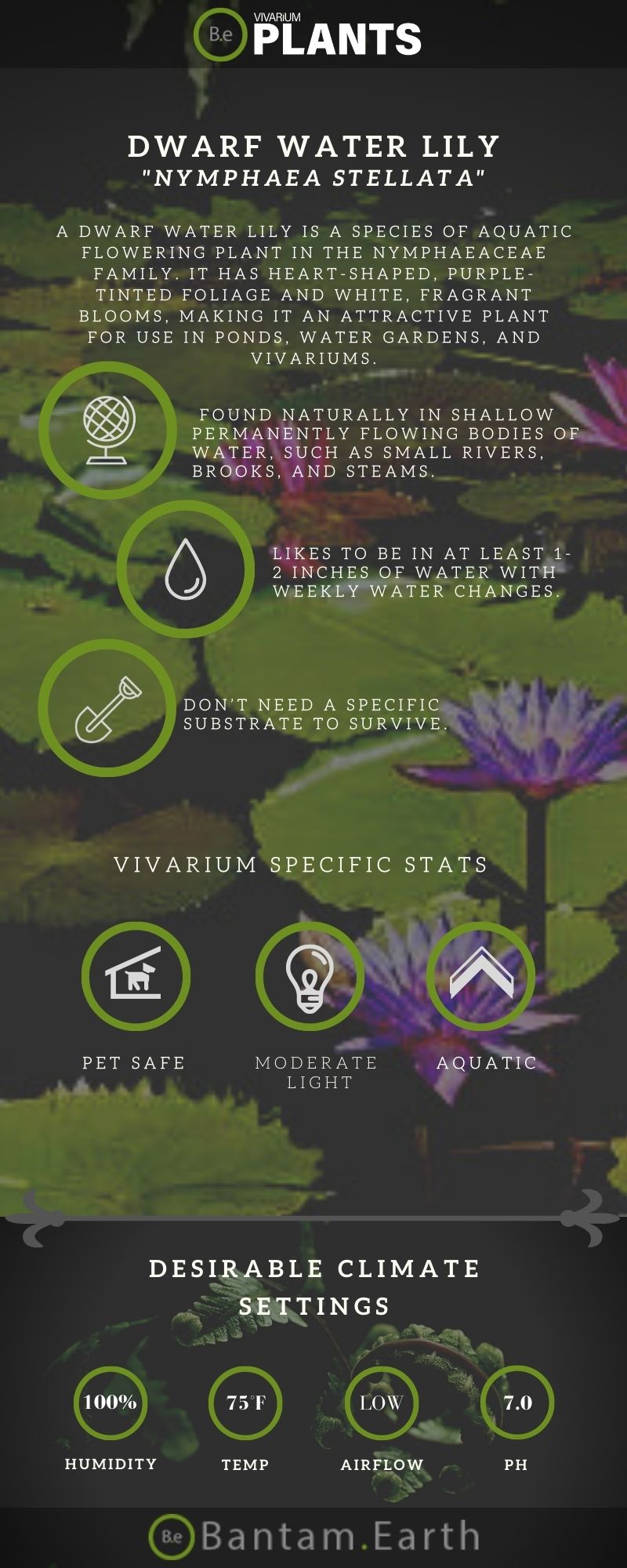 Nymphaea Stellata "Dwarf Water Lily" Plant Care Guide