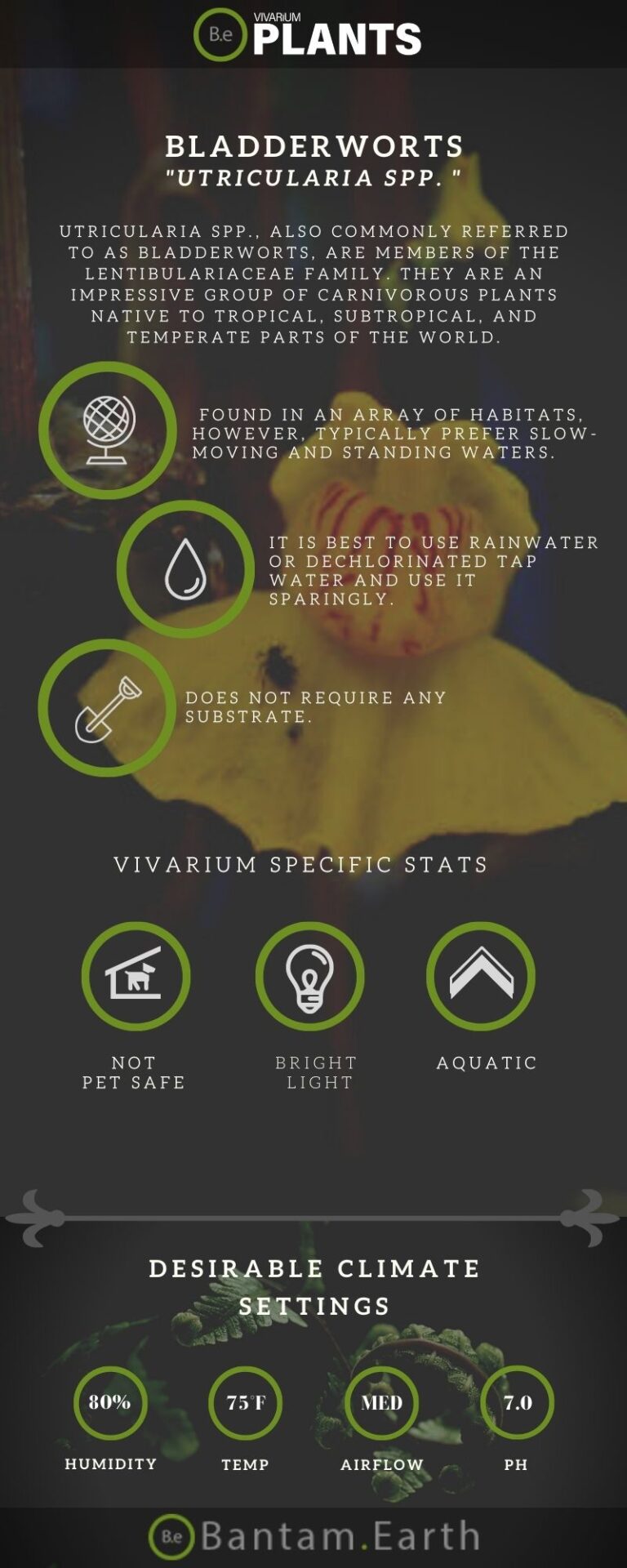 Utricularia Spp. "Bladderworts" Plant Care Guide