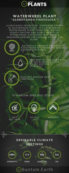 Aldrovanda Vesiculosa "Waterwheel Plant" Plant Care Guide