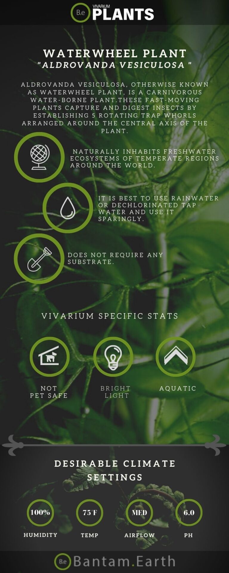 Aldrovanda Vesiculosa "Waterwheel Plant" Plant Care Guide