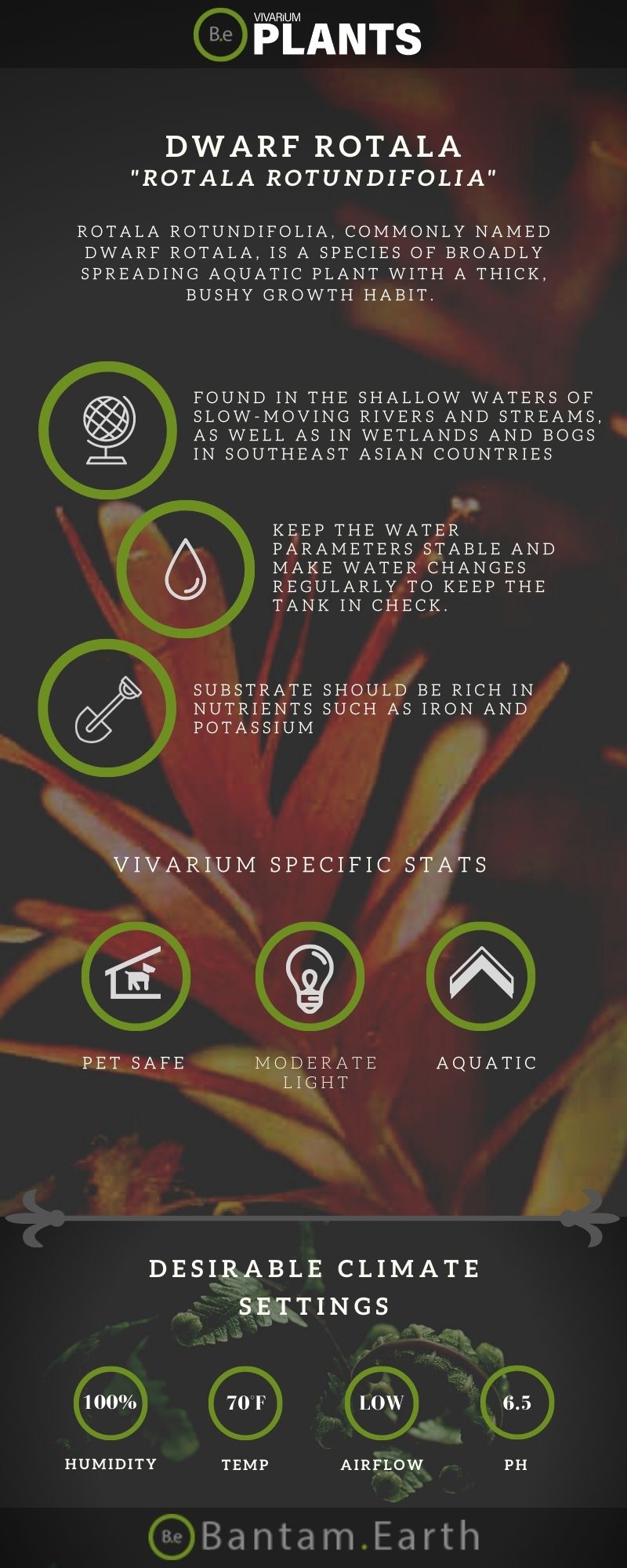 Rotala Rotundifolia "Dwarf Rotala" Plant Care Guide