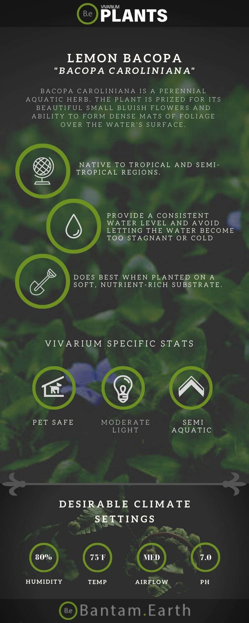 Bacopa Caroliniana "Lemon Bacopa" Plant Care Guide