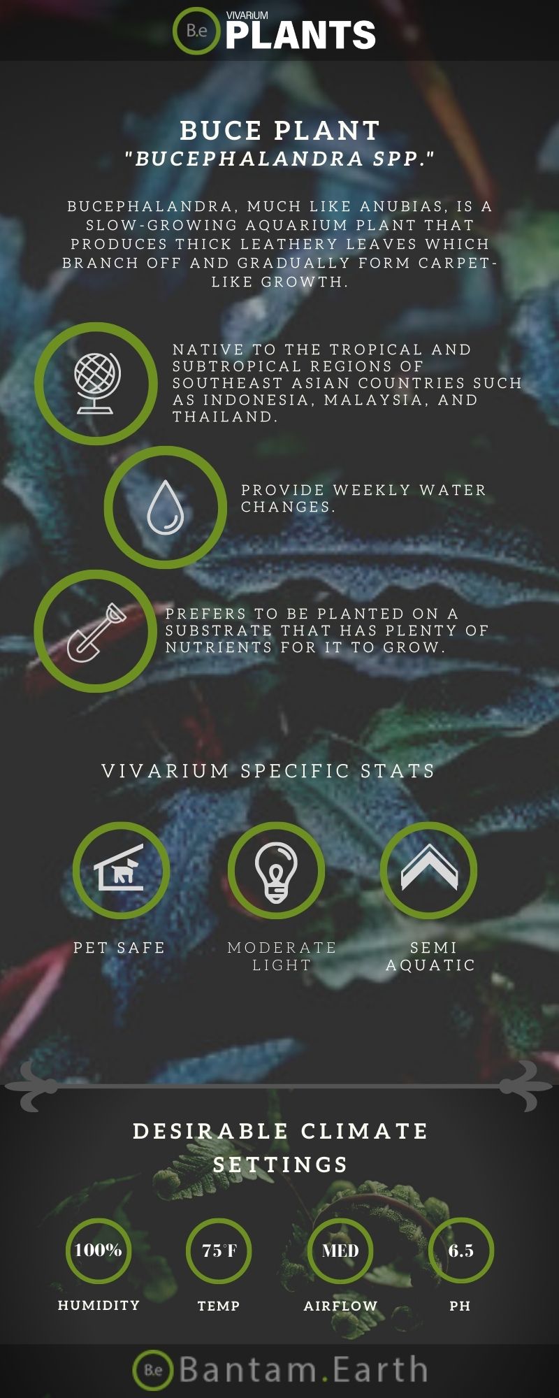 Bucephalandra Spp. "Buce Plant" Plant Care Guide