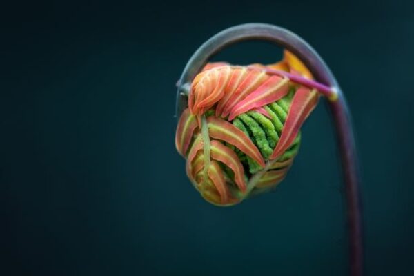 15 Low-Light Terrarium Plants That Practically Grow In Dark!