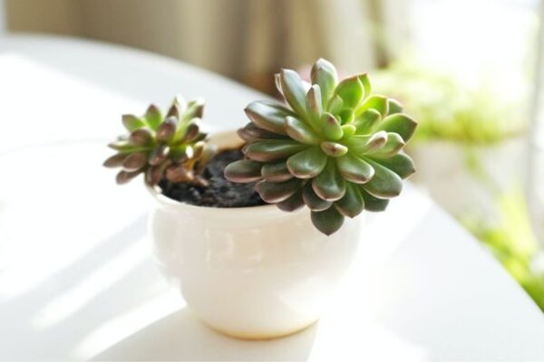 50+ Incredibly Open Terrarium Plants | Care Guide + Tips