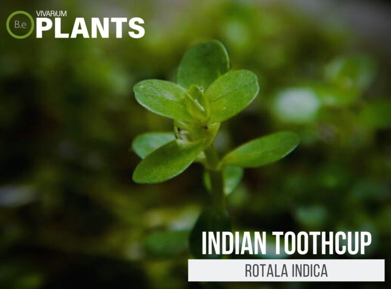 Bucephalandra Spp. "Buce Plant" Plant Care Guide