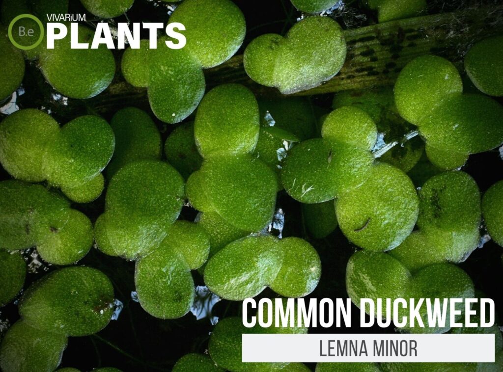 The Top 10 Floating Aquarium Plants | Placement & Pictures!