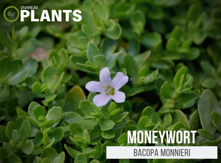 Bacopa Monnieri "Moneywort" Ultimate Plant Care Guide