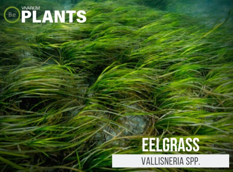 Bucephalandra Spp. "Buce Plant" Plant Care Guide