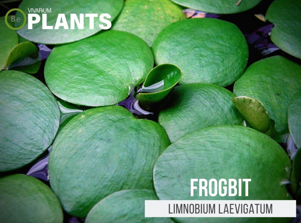 The Top 10 Floating Aquarium Plants | Placement & Pictures!