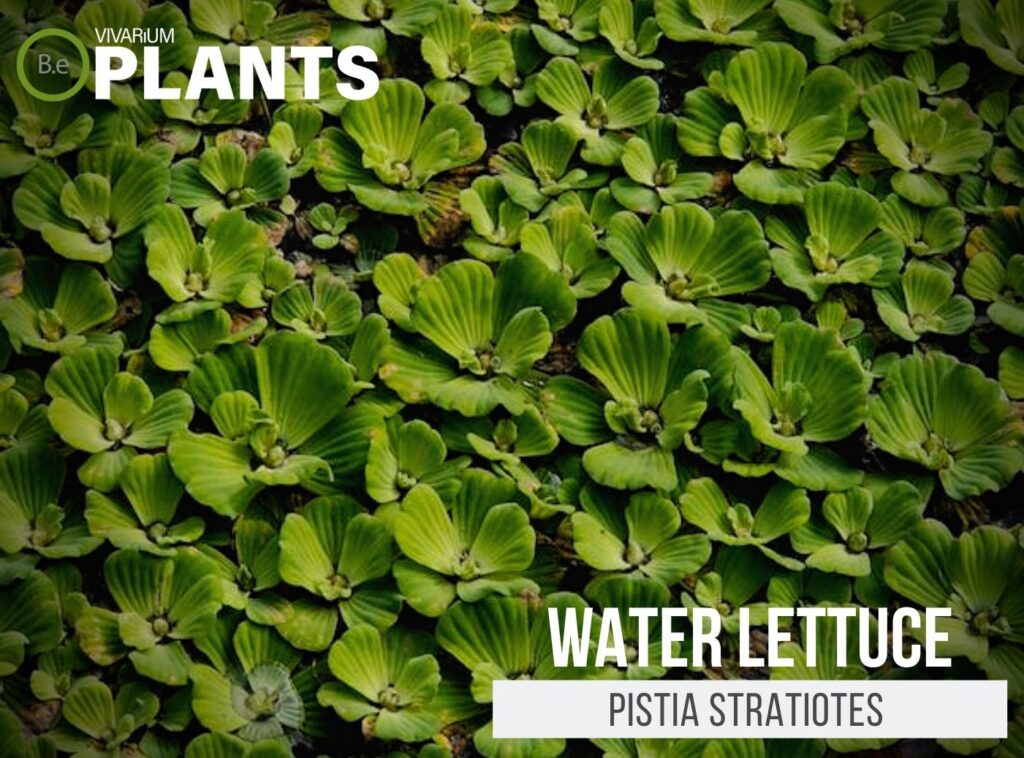 The Top 10 Floating Aquarium Plants | Placement & Pictures!