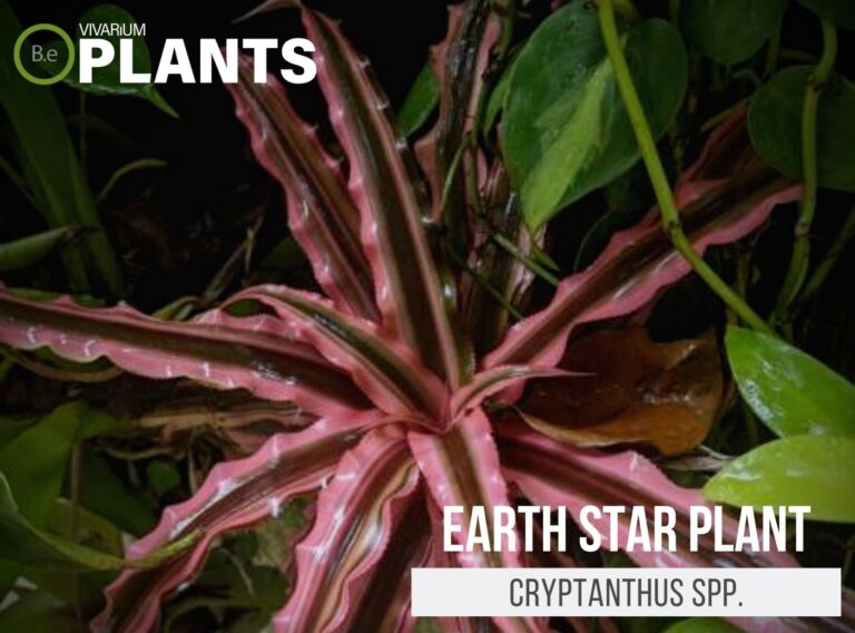 50+ Incredibly Open Terrarium Plants | Care Guide + Tips