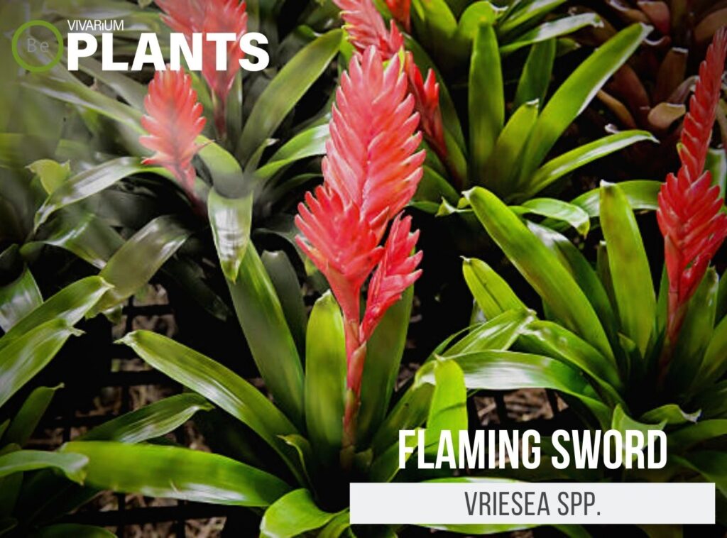 50+ Incredibly Open Terrarium Plants | Care Guide + Tips