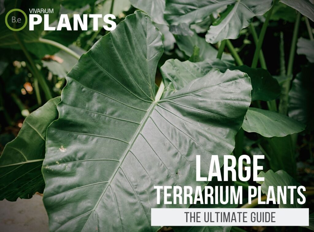 10+ Uniquely Large Terrarium Plants | Care Guide + Tips