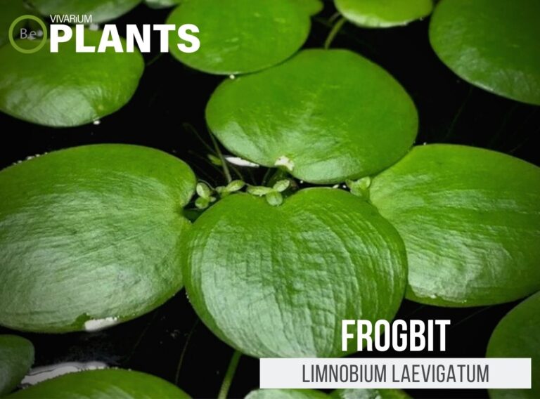Limnobium Laevigatum "Frogbit" Plant Care Guide