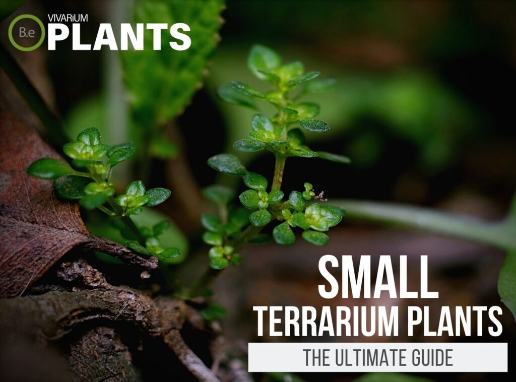 20+ Incredibly Small Terrarium Plants | Care Guide + Tips