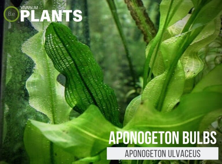 8+ Marginal Plants To Submerge Your Pond & Aquarium With!
