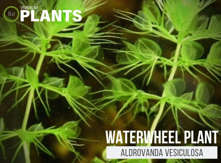 The Top 10 Floating Aquarium Plants | Placement & Pictures!