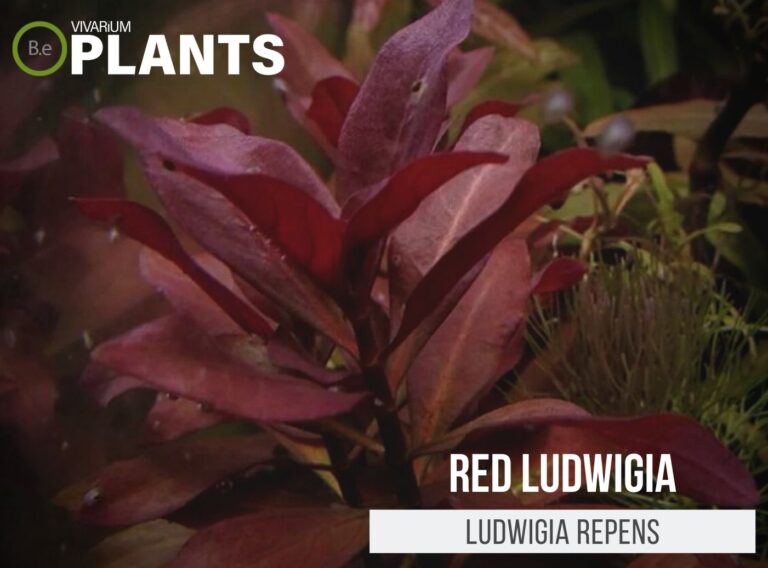 These Aquarium Stem Plants Will Make Your Tank Glow!