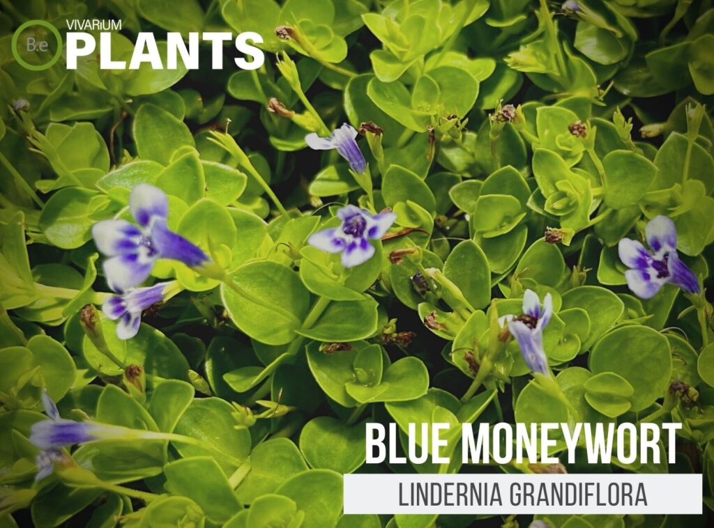 Lindernia Grandiflora "Blue Moneywort" Plant Care Guide