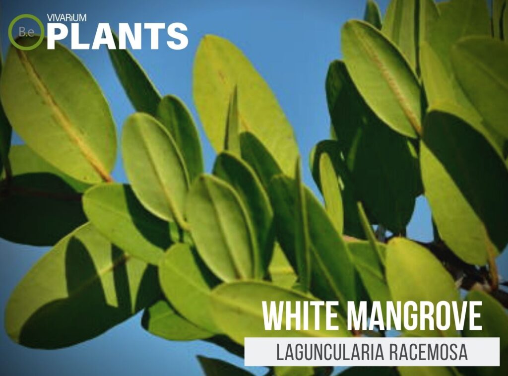 11+ Perfectly Small Pond Plants | List, Placement & Pictures