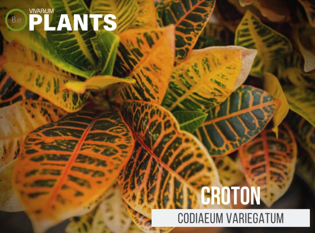 Codiaeum Variegatum "Croton" Plant Care Guide