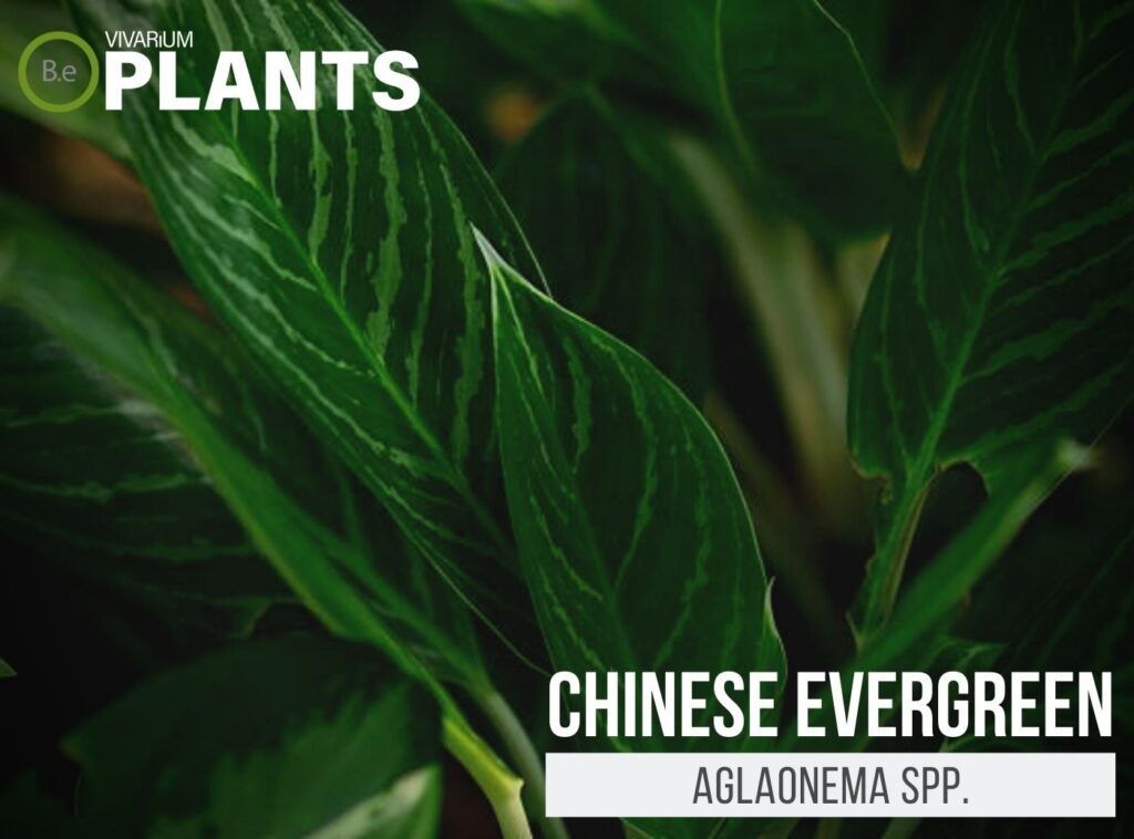 Aglaonema Spp. "Chinese Evergreen" Plant Care Guide