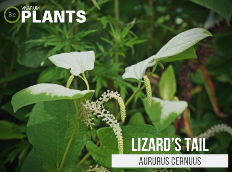 Saururus Cernuus "Lizard’s Tail" Plant Care Guide