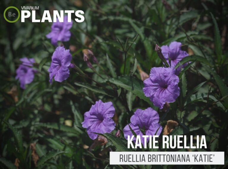 Ruellia Brittoniana ‘Katie’ "Katie Ruellia" Plant Care Guide