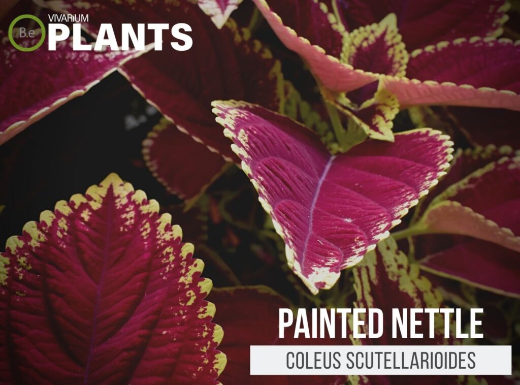 Cyperus Papyrus "Paper Reed" Plant Care Guide