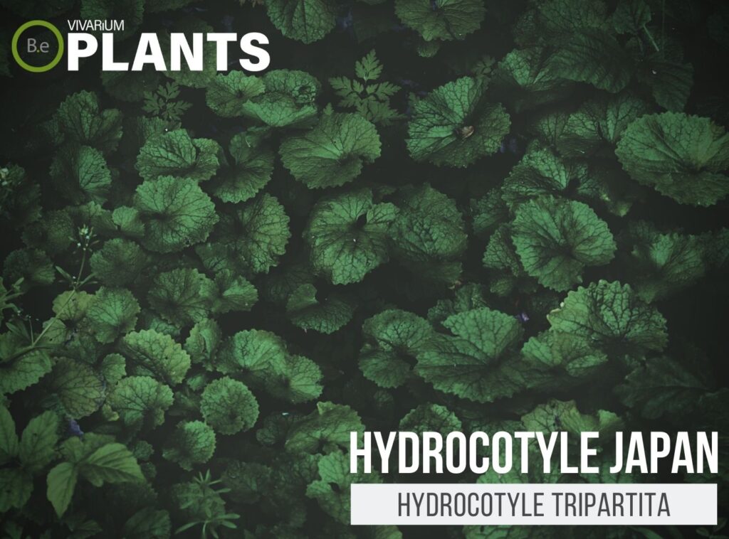 Hydrocotyle Tripartita "Hydrocotyle Japan" Plant Care Guide